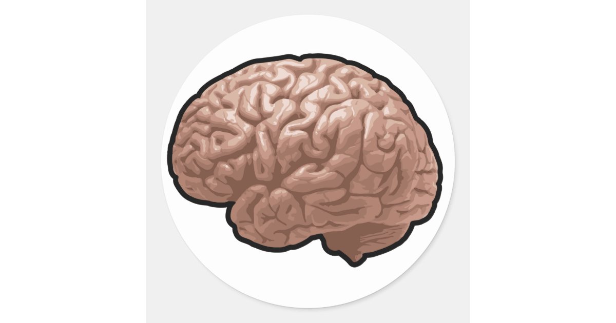 Human Brain Stickers | Zazzle