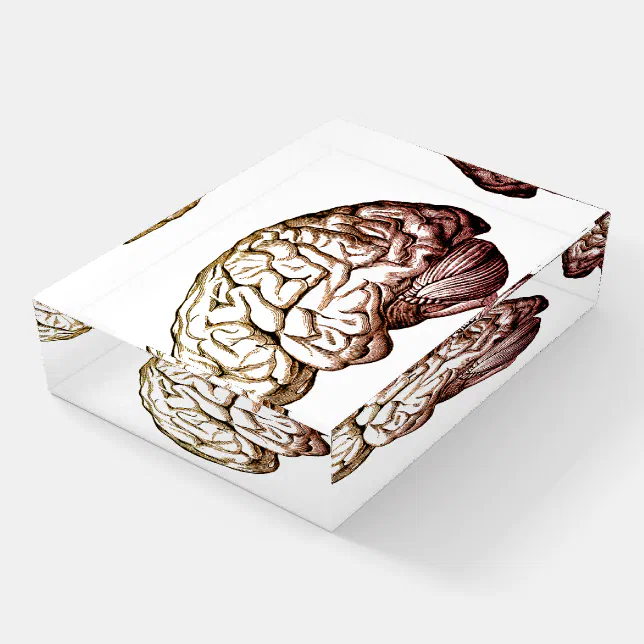 Human Brain Vintage Illustration Glass Paperweight | Zazzle