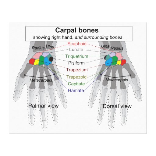 Human Carpus Bone Structure Diagram Canvas Print | Zazzle