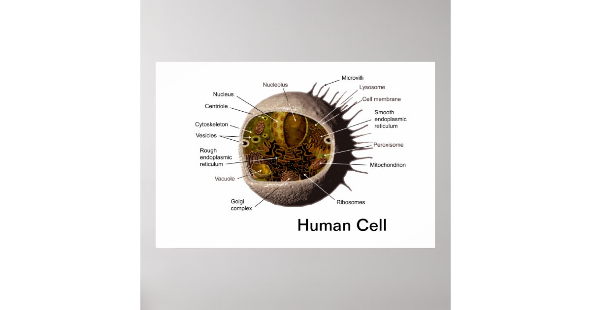 Human Cell poster | Zazzle