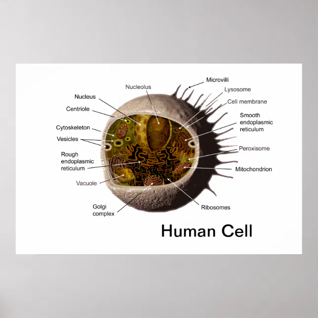 Human Cell poster | Zazzle