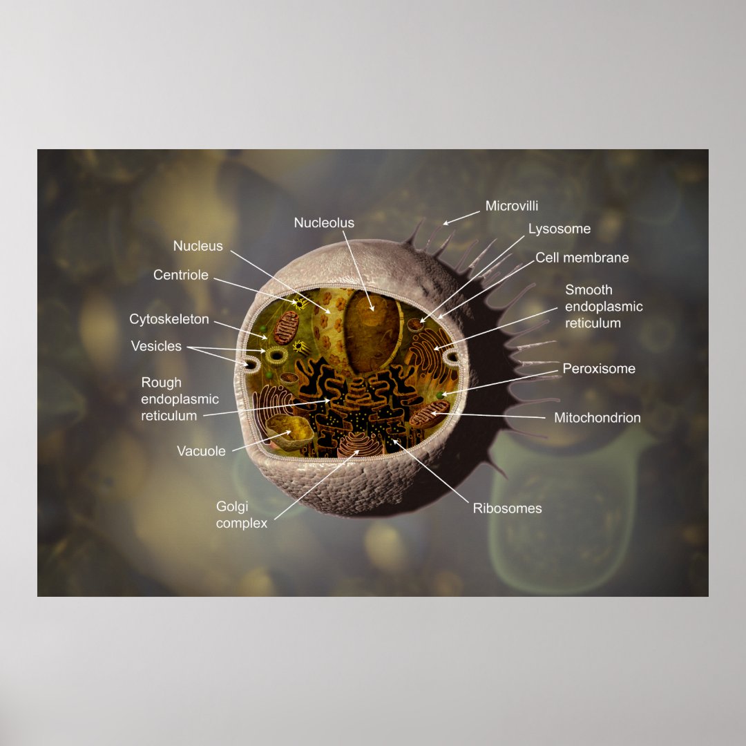 Human Cell poster | Zazzle