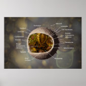 Human Cell poster | Zazzle