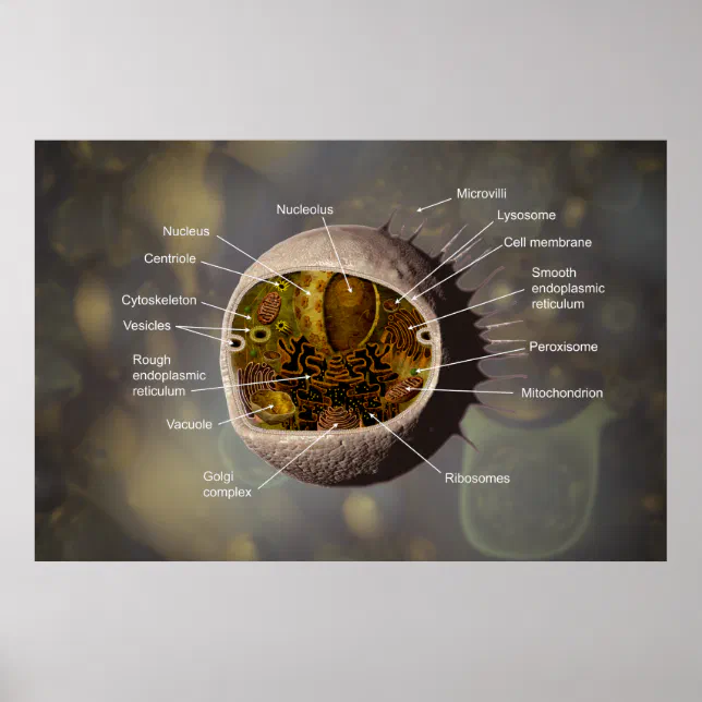 Human Cell poster | Zazzle