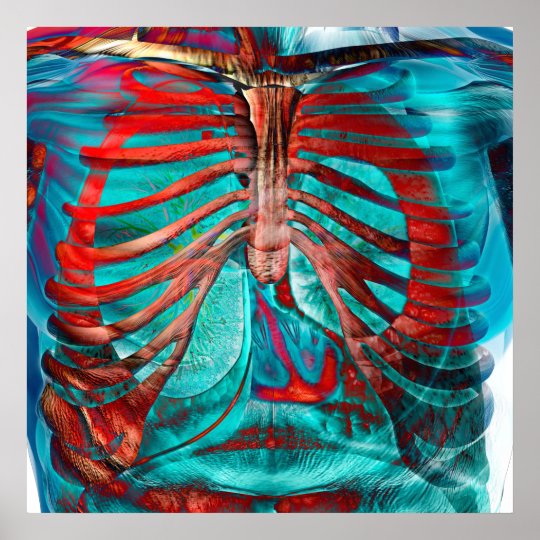 Human chest poster | Zazzle.com