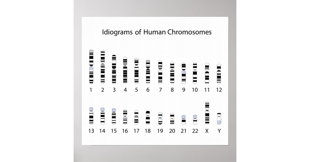 Human chromosome idiogram Poster | Zazzle