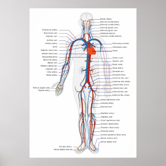 Human Circulatory System Anterior View Diagram Poster | Zazzle.com