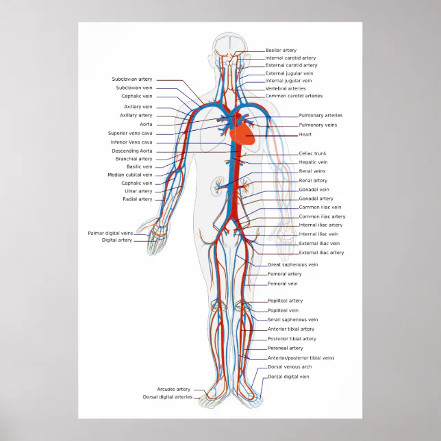 Human Circulatory System Anterior View Diagram Poster | Zazzle
