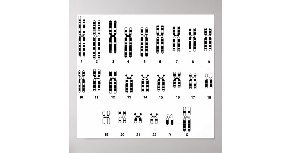 Human DNA Poster | Zazzle