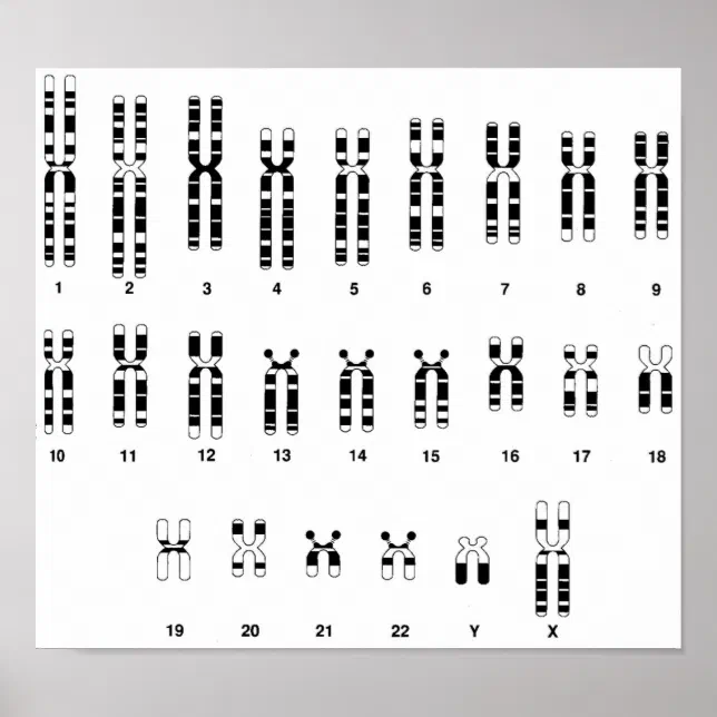 Human DNA Poster | Zazzle