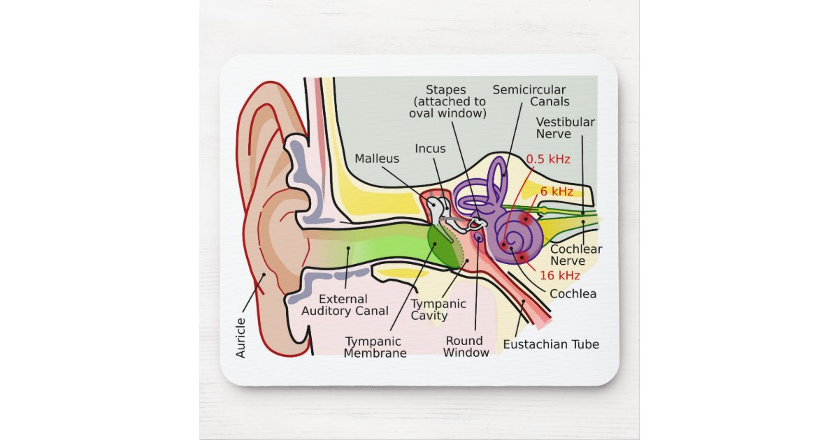 Human Ear Cochlear Frequency Mapping Diagram Mouse Pad | Zazzle