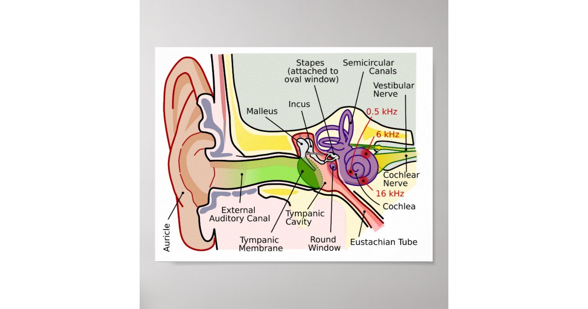 Human Ear Cochlear Frequency Mapping Diagram Post Poster | Zazzle