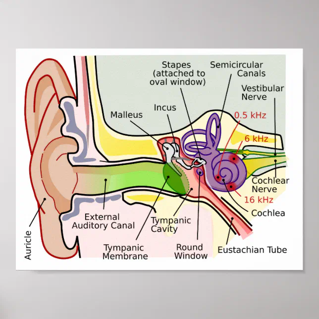Human Ear Cochlear Frequency Mapping Diagram Post Poster | Zazzle