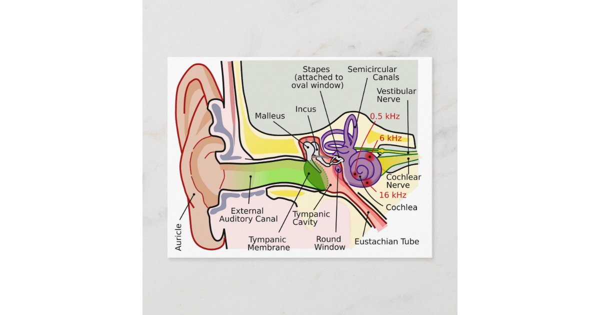 Human Ear Cochlear Frequency Mapping Diagram Postcard | Zazzle