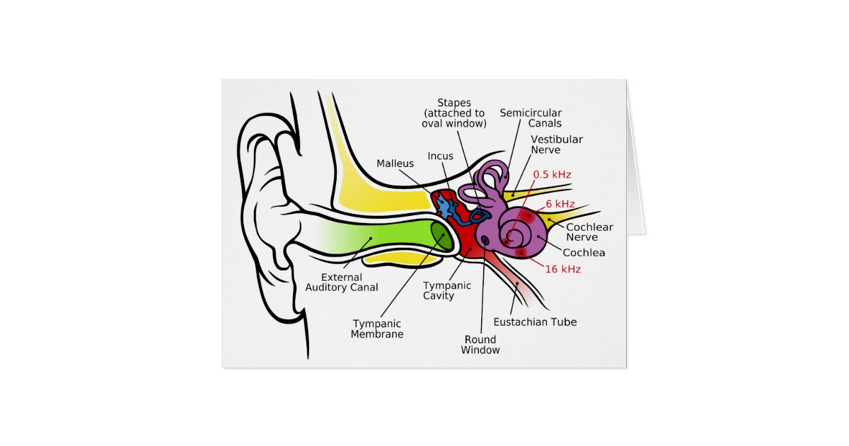 Human Ear Diagram with Cochlear Frequency Mapping | Zazzle