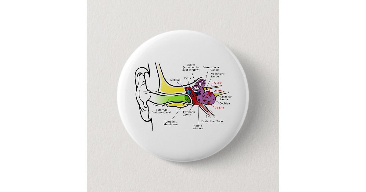 Human Ear Diagram with Cochlear Frequency Mapping Button | Zazzle