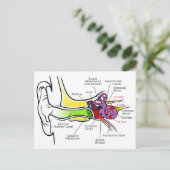 Human Ear Diagram with Cochlear Frequency Mapping Postcard | Zazzle