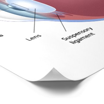 Human Eye Anatomy Poster | Zazzle