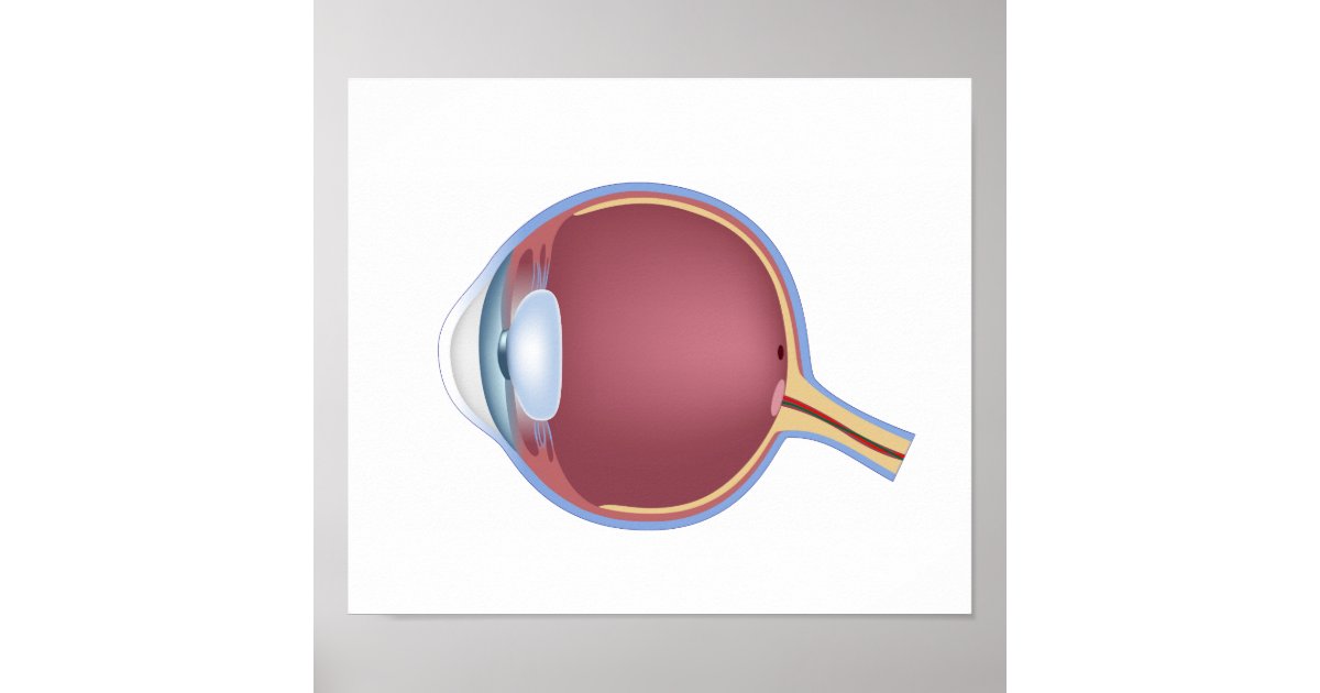 Human Eye Anatomy Poster | Zazzle