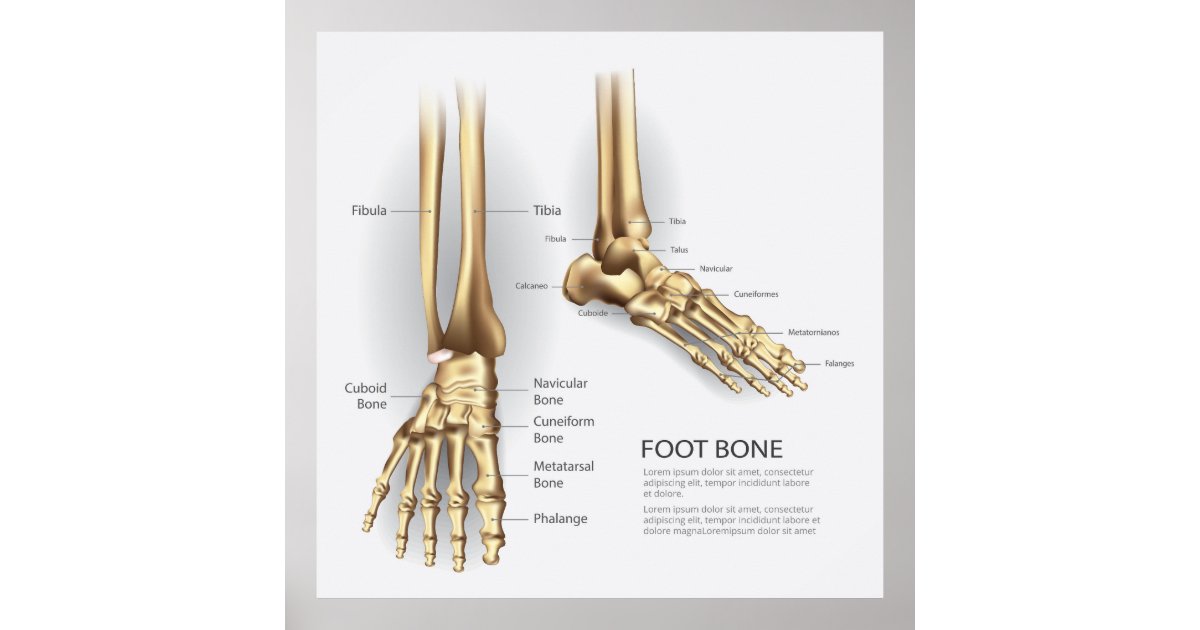 Human Foot Bone Poster | Zazzle