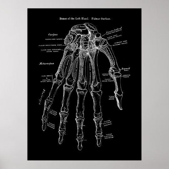 Human Hand Bone Anatomy Art Poster | Zazzle.com