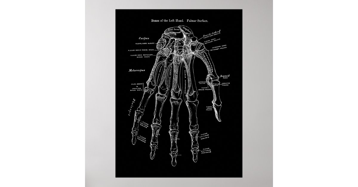 Human Hand Bone Anatomy Art Poster | Zazzle