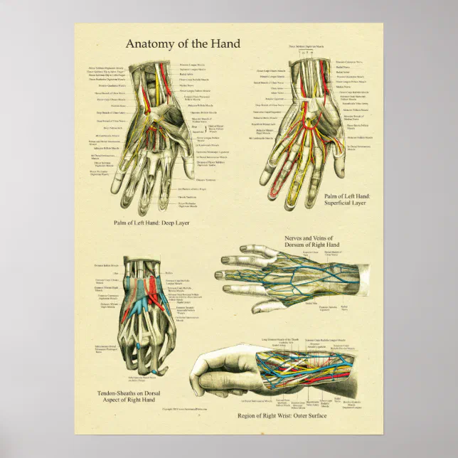 Human Hand Wrist Anatomy Poster | Zazzle