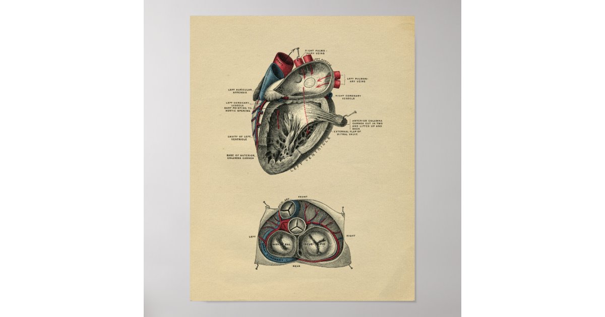 Human Heart Anatomy 1902 Vintage Print | Zazzle