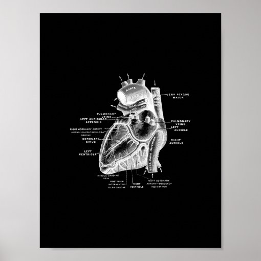 Human Heart Anatomy in Black and White Print | Zazzle