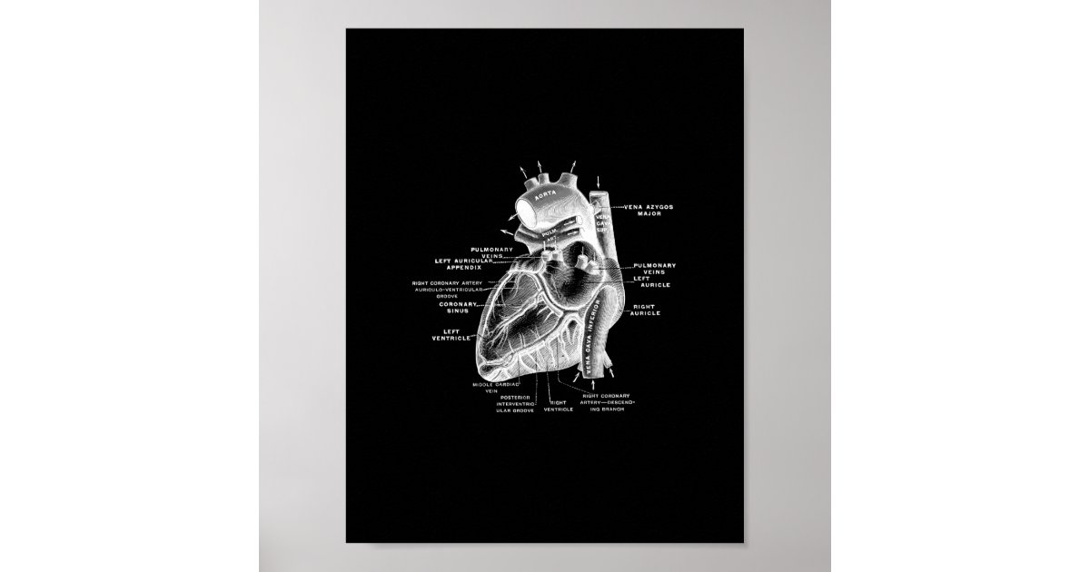 Human Heart Anatomy in Black and White Print | Zazzle