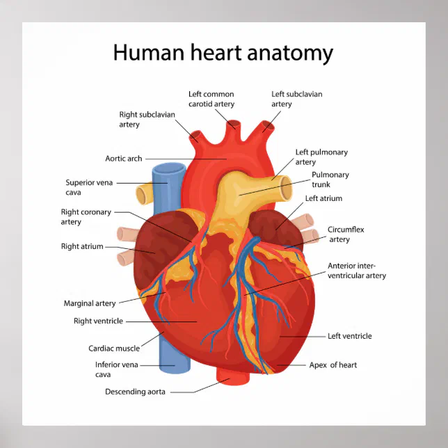 Human heart anatomy poster | Zazzle