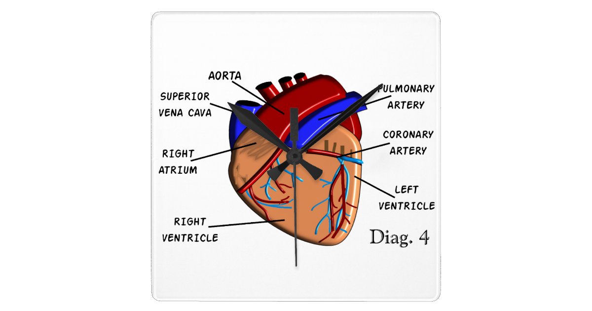Human Heart Diagram Clock | Zazzle