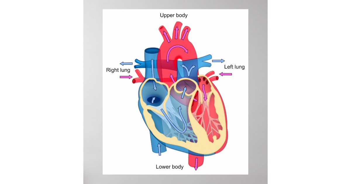 Human Heart Diagram Showing Blood Oxygen Pathways Poster | Zazzle