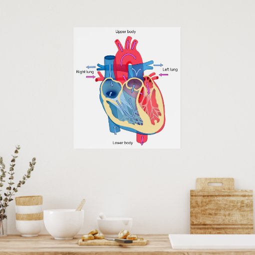 Human Heart Diagram Showing Blood Oxygen Pathways Poster | Zazzle