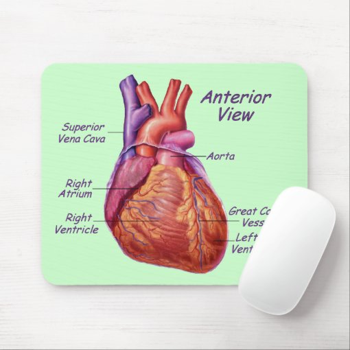 Human Heart Labeled Mousepad | Zazzle
