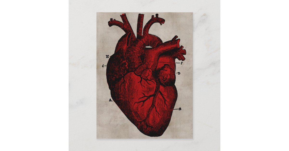 Human Heart Postcard | Zazzle