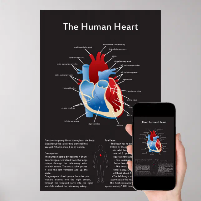 Human Heart Poster | Zazzle