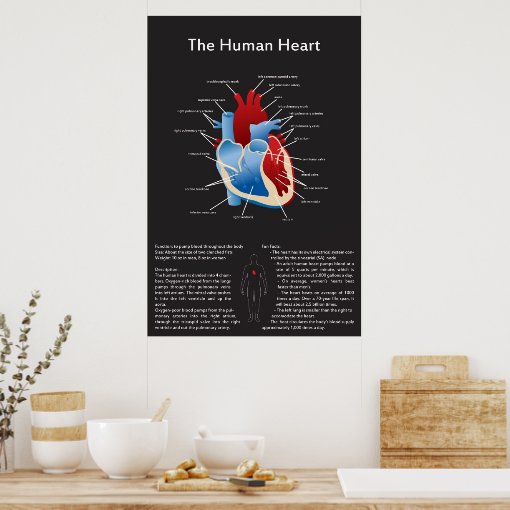 Human Heart Poster | Zazzle