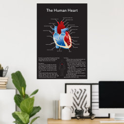 Human Heart Poster | Zazzle
