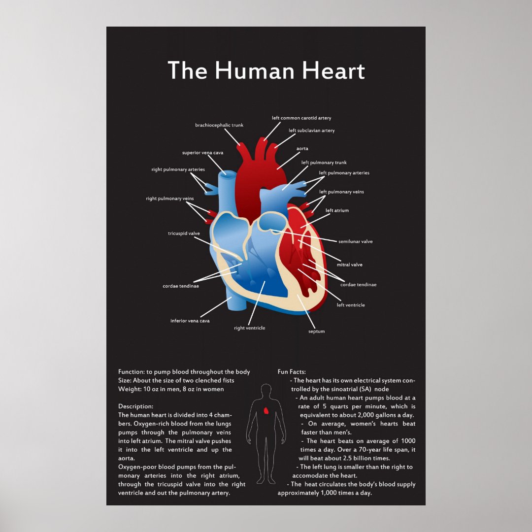 Human Heart Poster | Zazzle