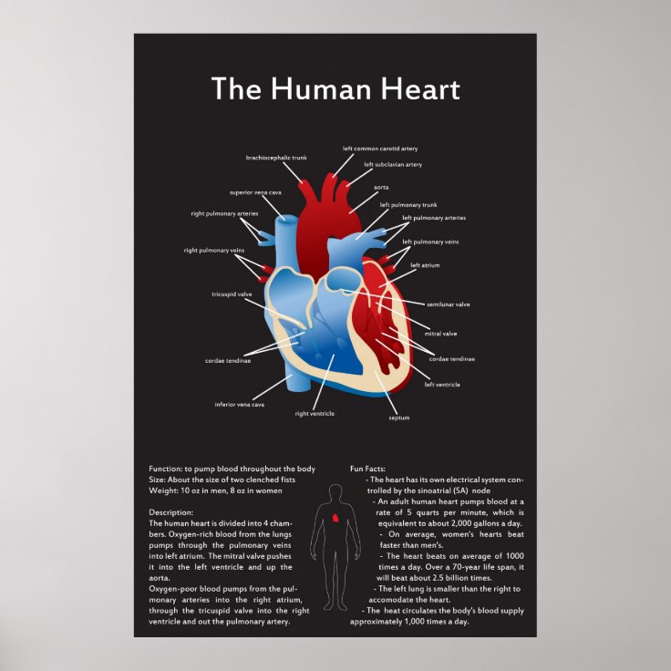 Human Heart Poster | Zazzle