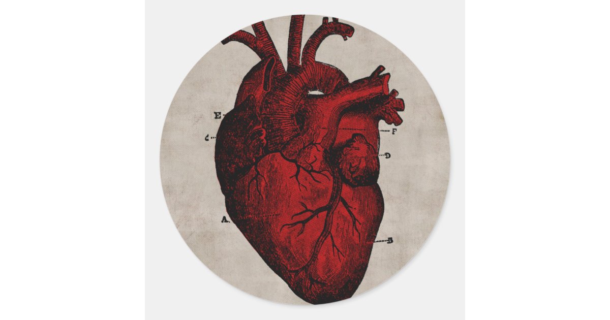 Human Heart Sticker | Zazzle