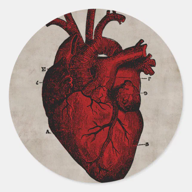 Human Heart Sticker | Zazzle