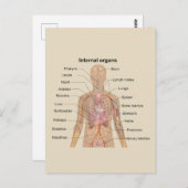 Human Internal Organs Chart Postcard | Zazzle