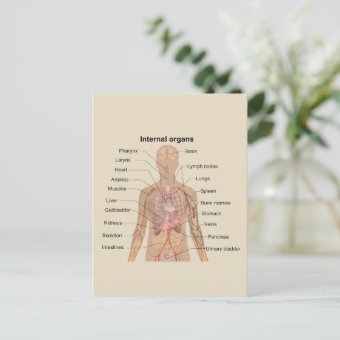 Human Internal Organs Chart Postcard | Zazzle