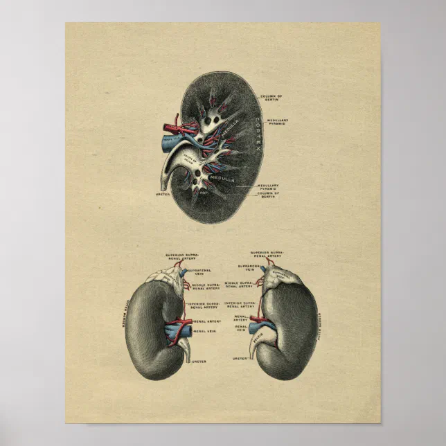 Human Kidney Anatomy 1902 Vintage Print | Zazzle