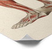 Human Muscle Anatomy Poster | Zazzle