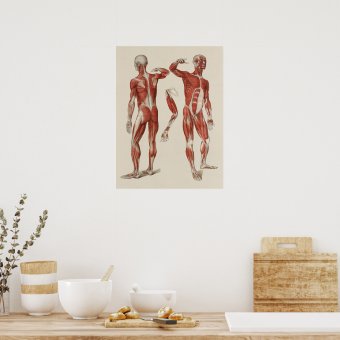 Human Muscle Anatomy Poster | Zazzle
