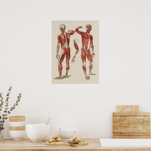 Human Muscle Anatomy Poster | Zazzle