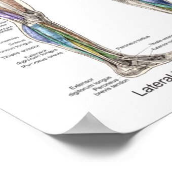 Human Muscle Anatomy Poster Anterior Posterior | Zazzle